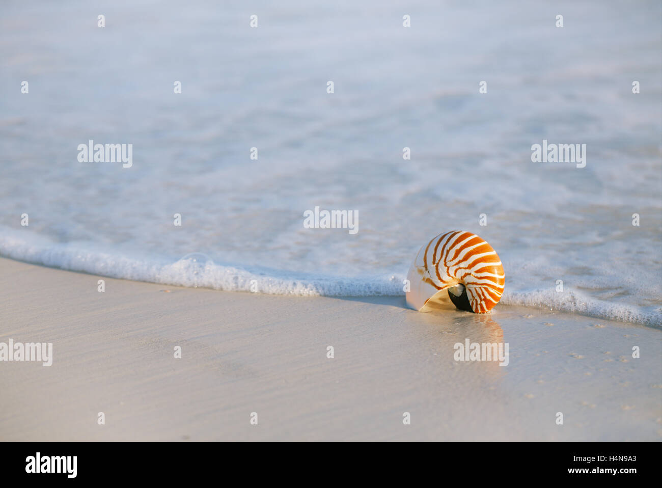 nautilus shell with sea wave, Florida beach under the sun light, live ...