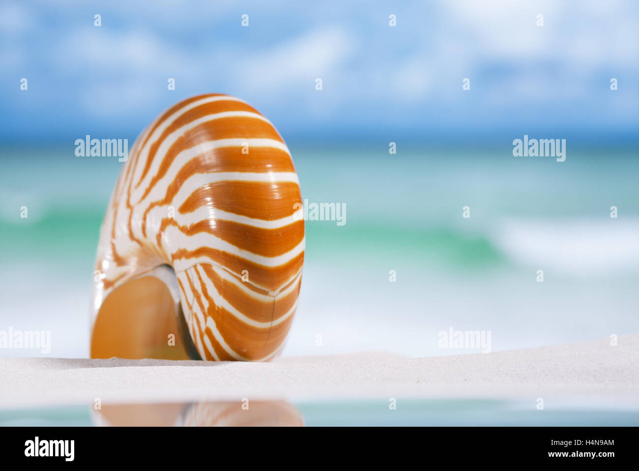 nautilus shell on white sandy beach sand under the sun light, shallow ...