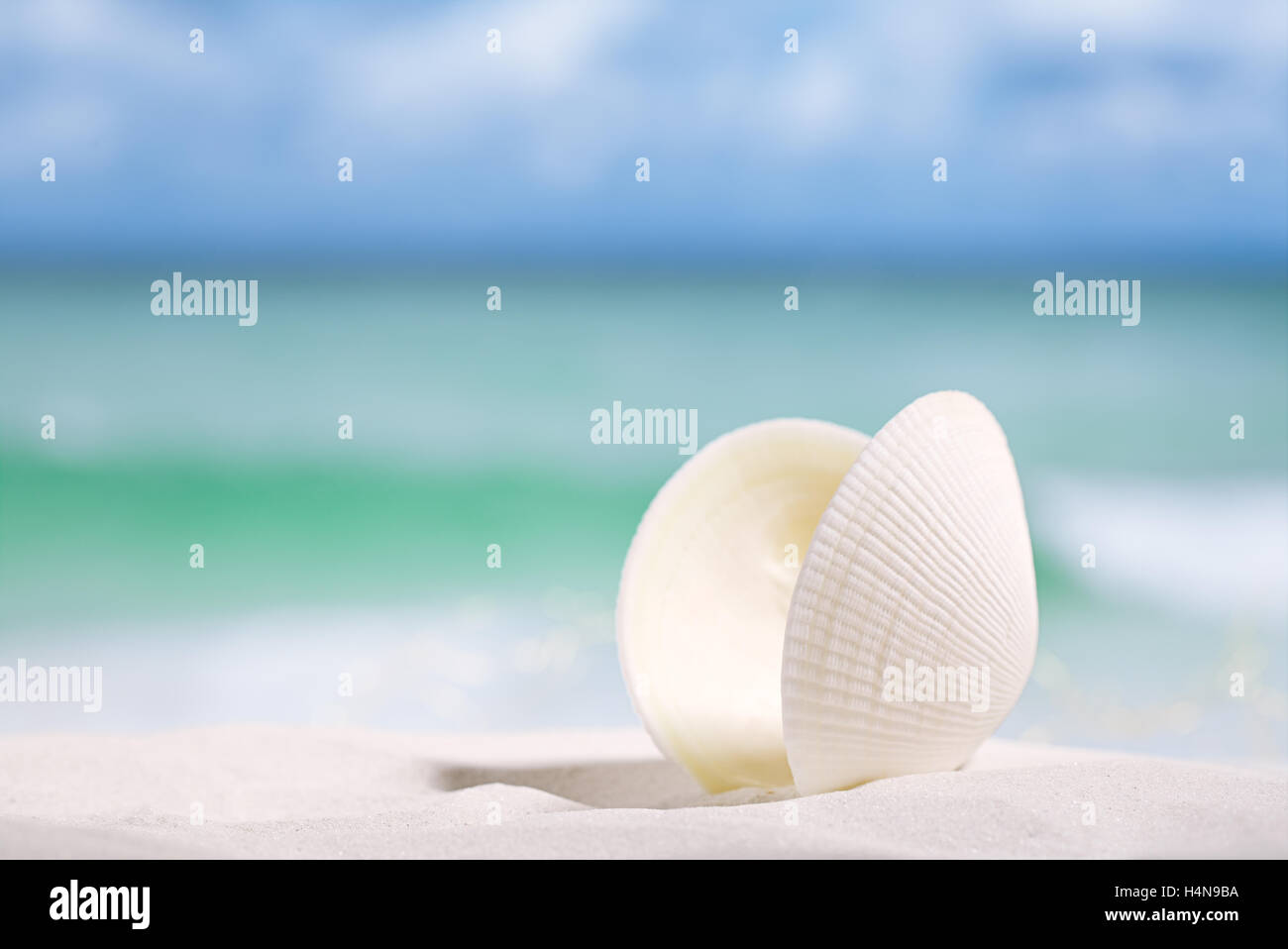 white sea shell on beach sand and sea blue background Stock Photo - Alamy