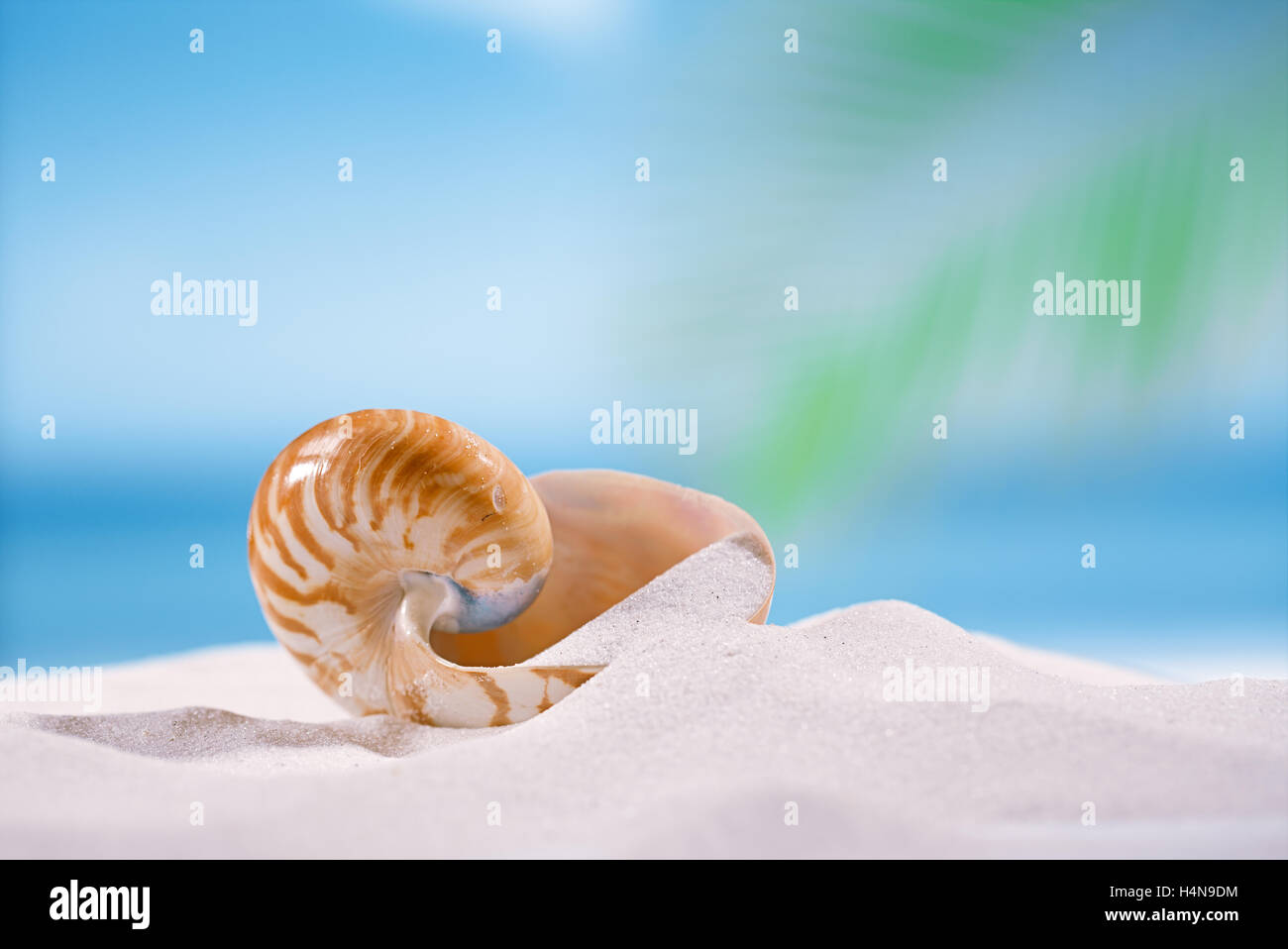 nautilus shell on white sandy beach sand under the sun light, shallow ...