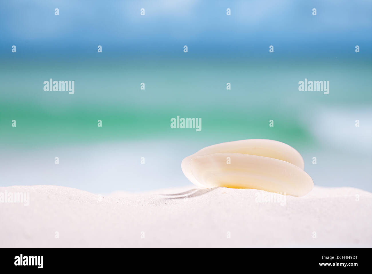 white sea shell on beach sand and sea blue background Stock Photo - Alamy