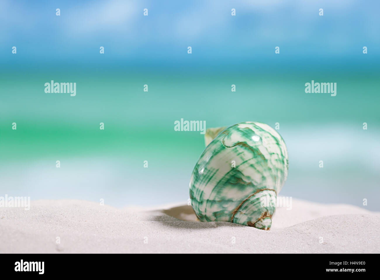 tropical shell on white Florida beach sand under sun light, shallow dof ...