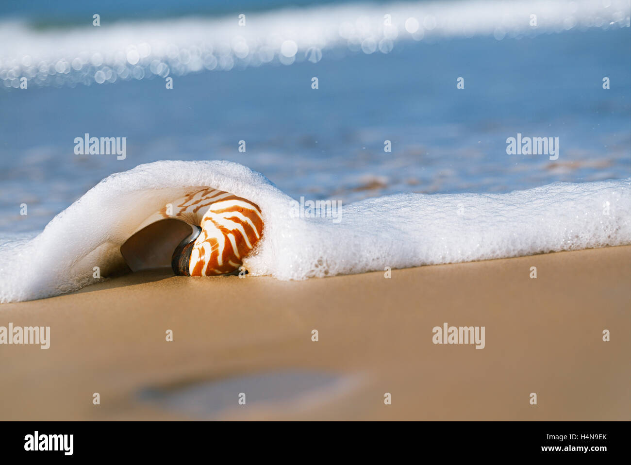 seashell under sea wave on beach, live action Stock Photo - Alamy