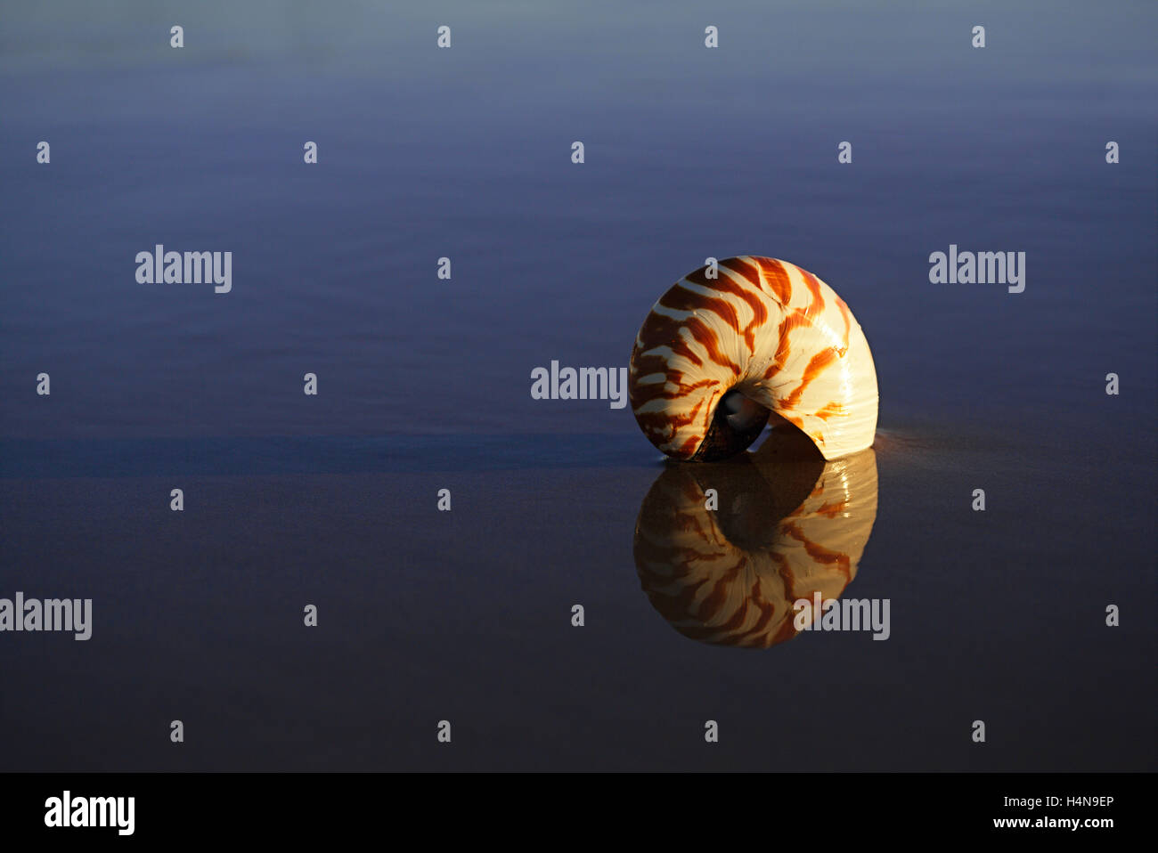 seashell nautilus on sea beach under sunset sun light Stock Photo - Alamy