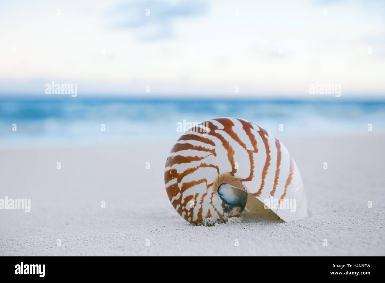 nautilus sea shell on golden sand beach with waves in gentle sunrise ...