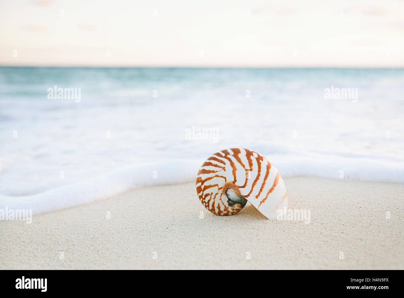 nautilus sea shell on golden sand beach with waves in gentle sunrise ...