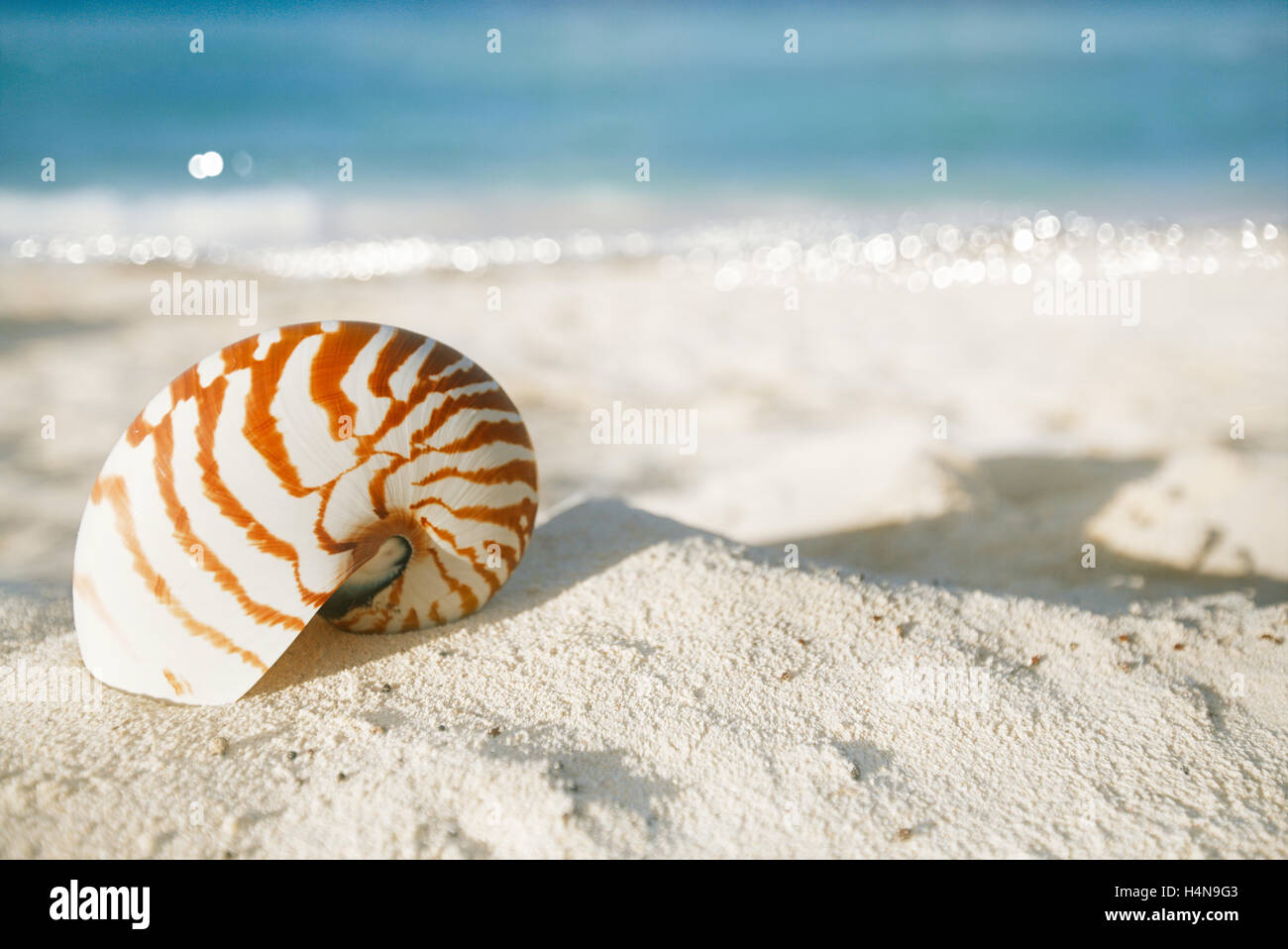 nautilus shell on white beach sand, against sea waves, shallow dof ...