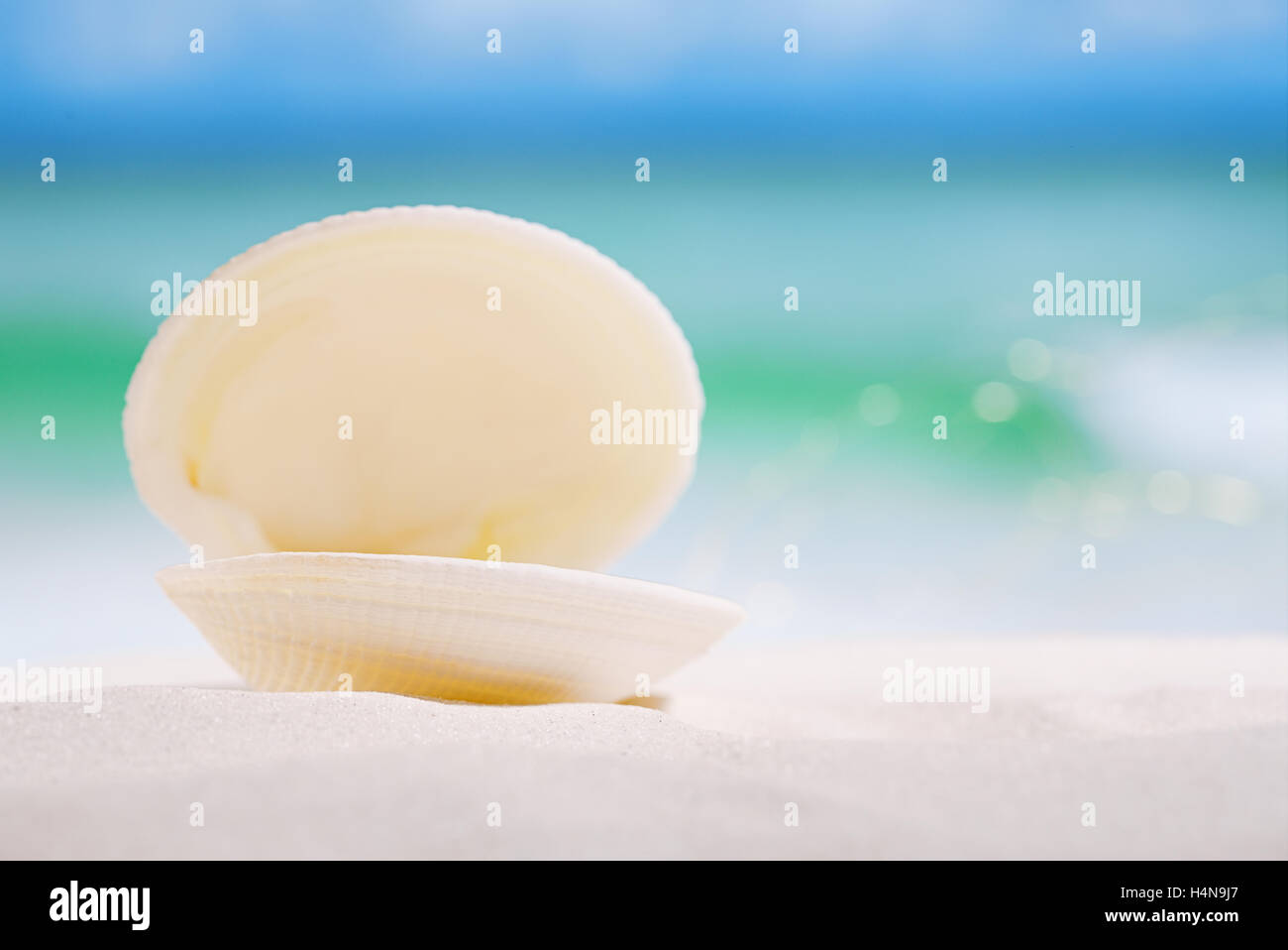 white sea shell on beach sand and sea blue background Stock Photo - Alamy