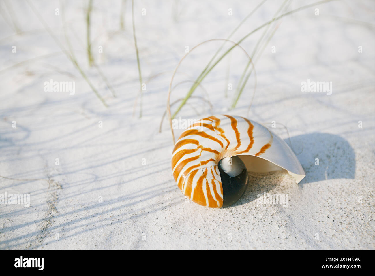 nautilus shell on white Florida beach sand under sun light, shallow dof ...