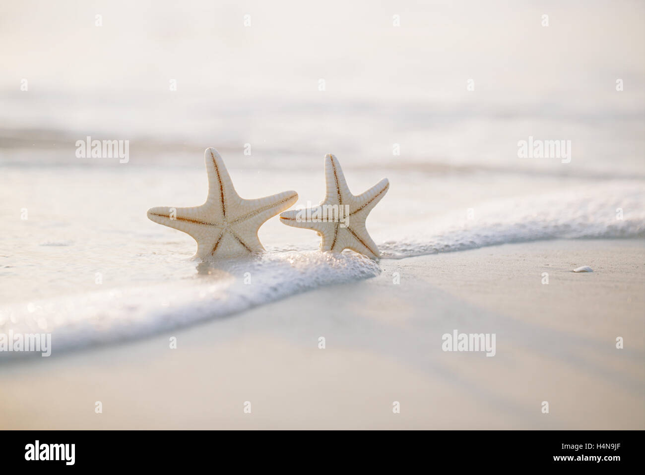 two starfish on sea ocean beach in Florida, soft gentle sunrise light ...
