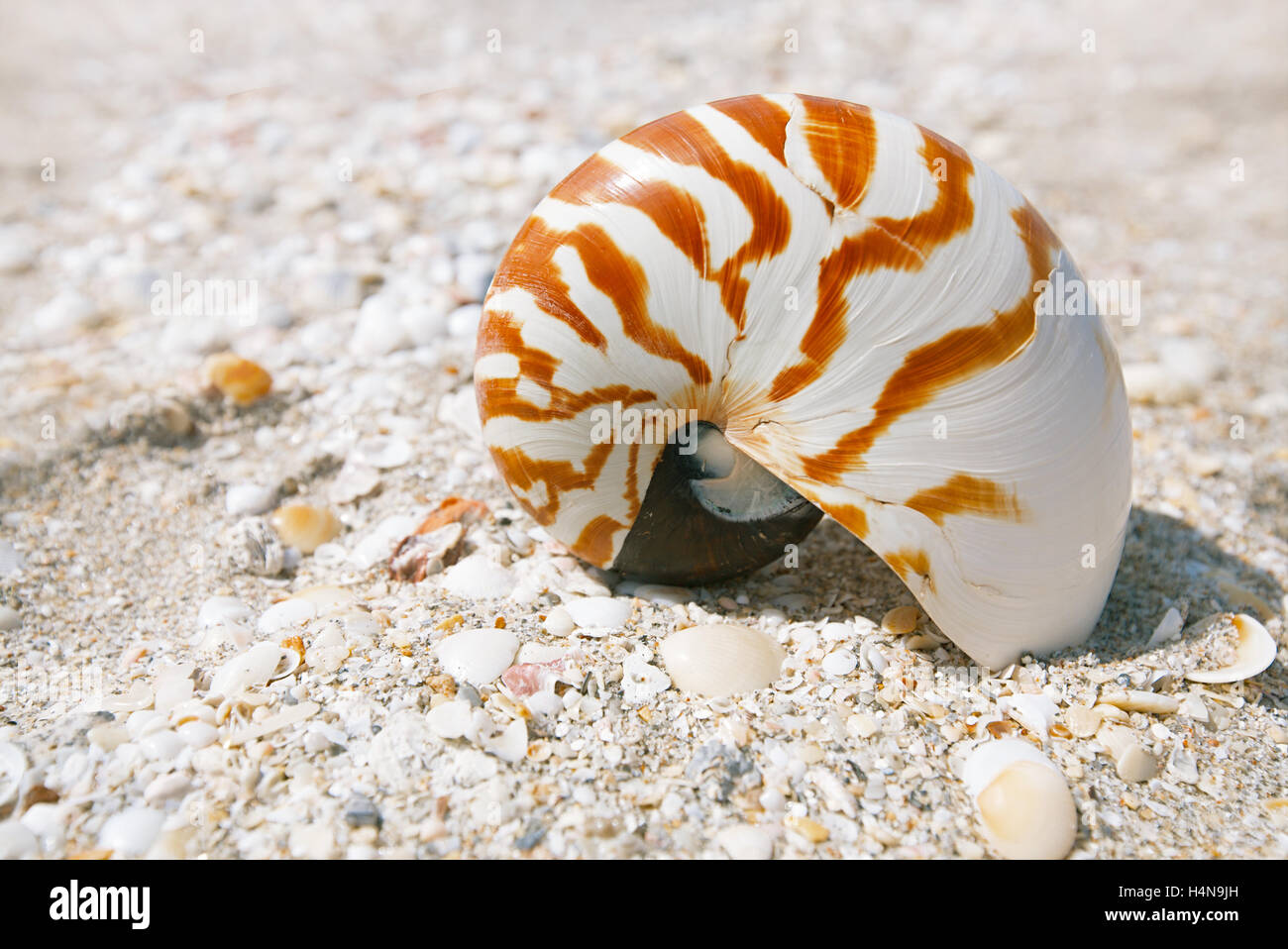 nautilus shell on white Florida beach sand under sun light, shallow dof ...