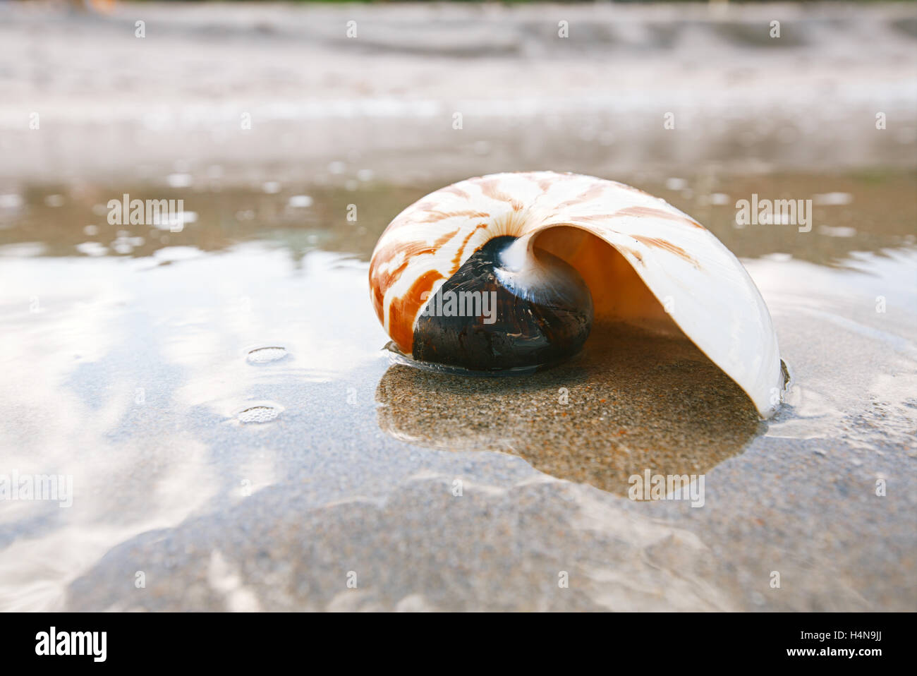 nautilus shell on white Florida beach sand under sun light, shallow dof ...