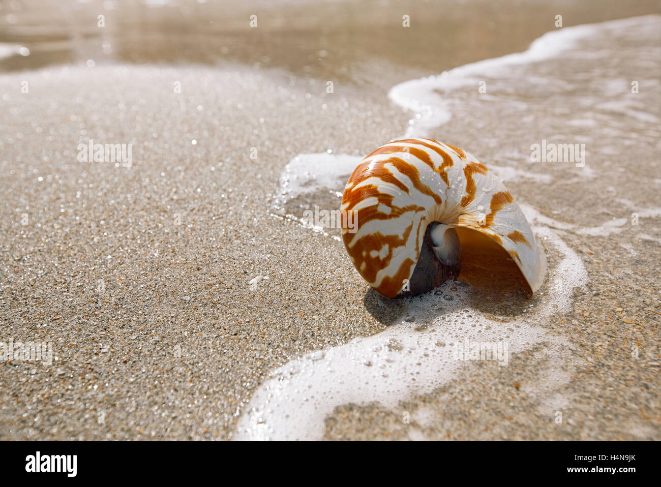 nautilus shell on white Florida beach sand under sun light, shallow dof ...