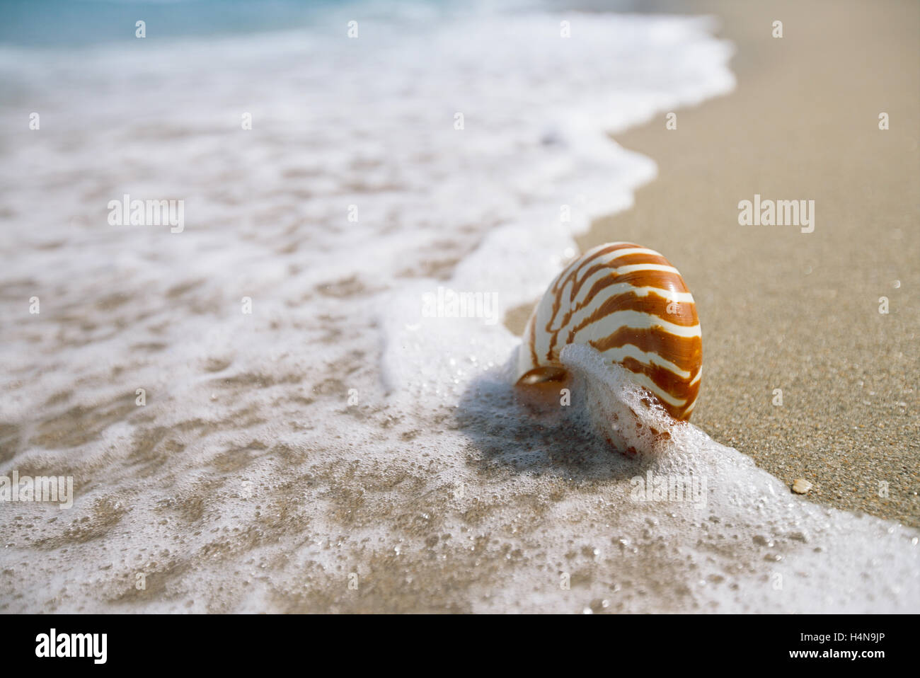 nautilus shell on white Florida beach sand under sun light, shallow dof ...
