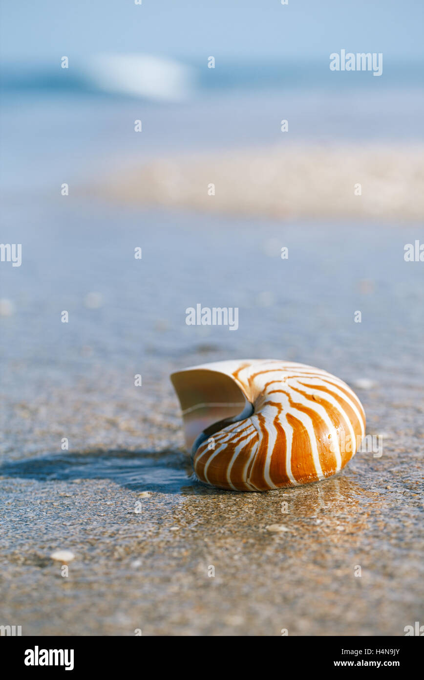 nautilus shell on white Florida beach sand under sun light, shallow dof ...