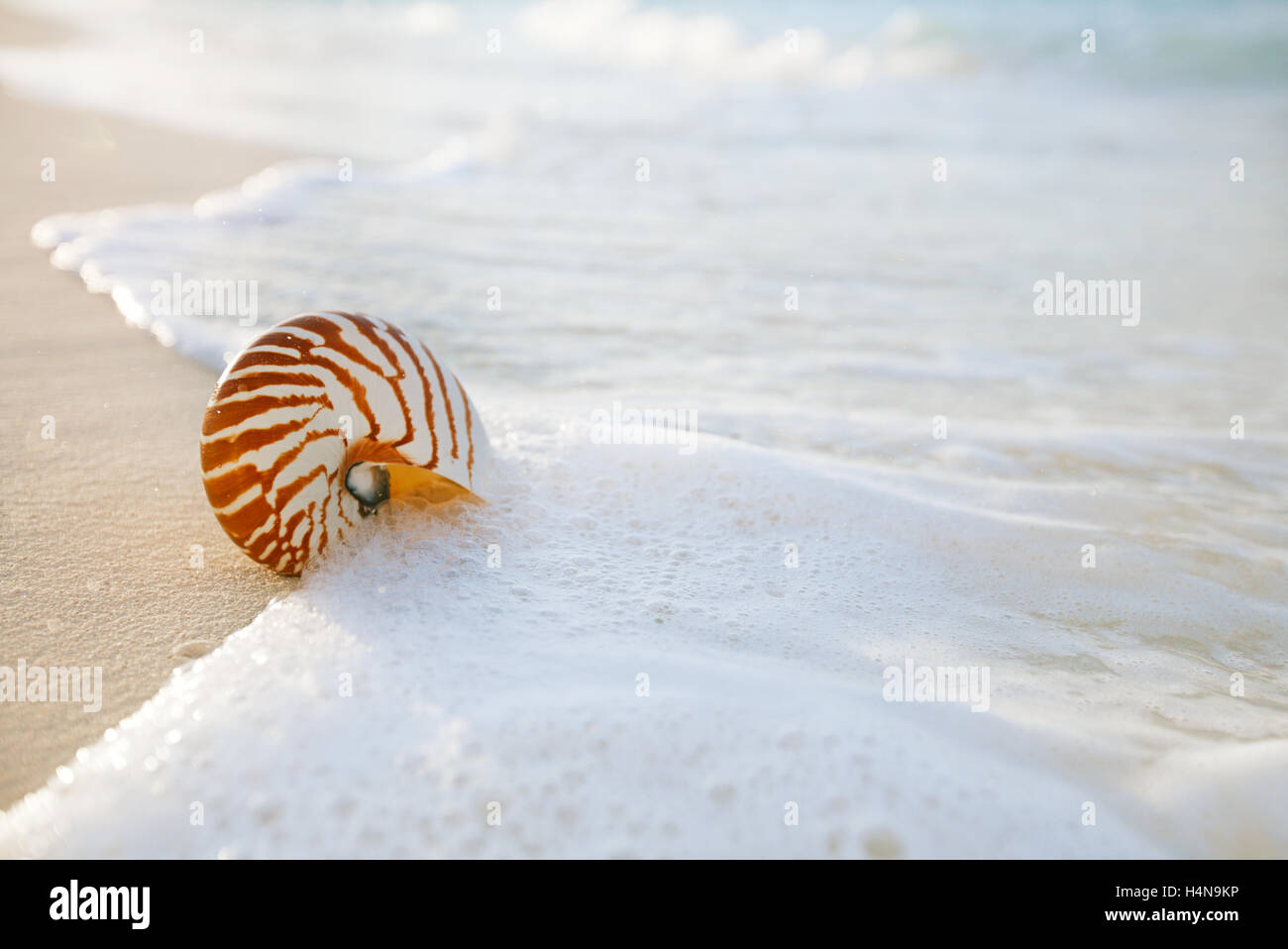 nautilus shell on white beach sand, against sea waves, shallow dof ...