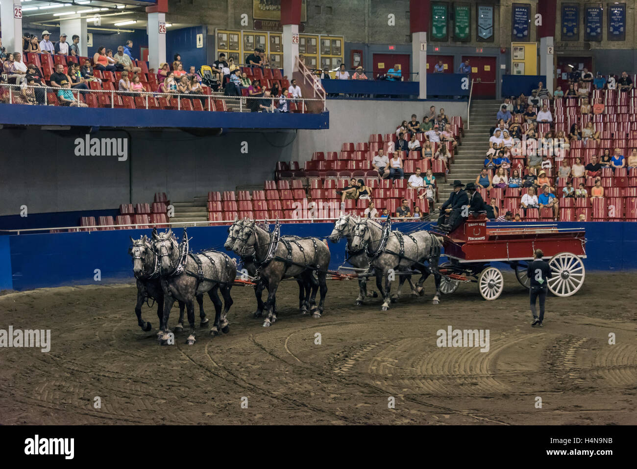 Percheron draft horses hi-res stock photography and images - Alamy