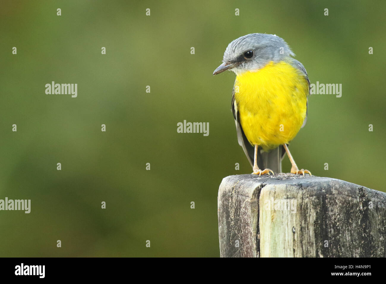 An Eastern Yellow Robin looking down from a fence post Stock Photo - Alamy