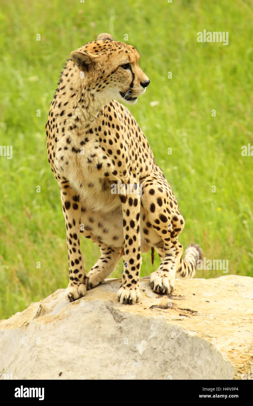 A Cheetah defecating Stock Photo - Alamy