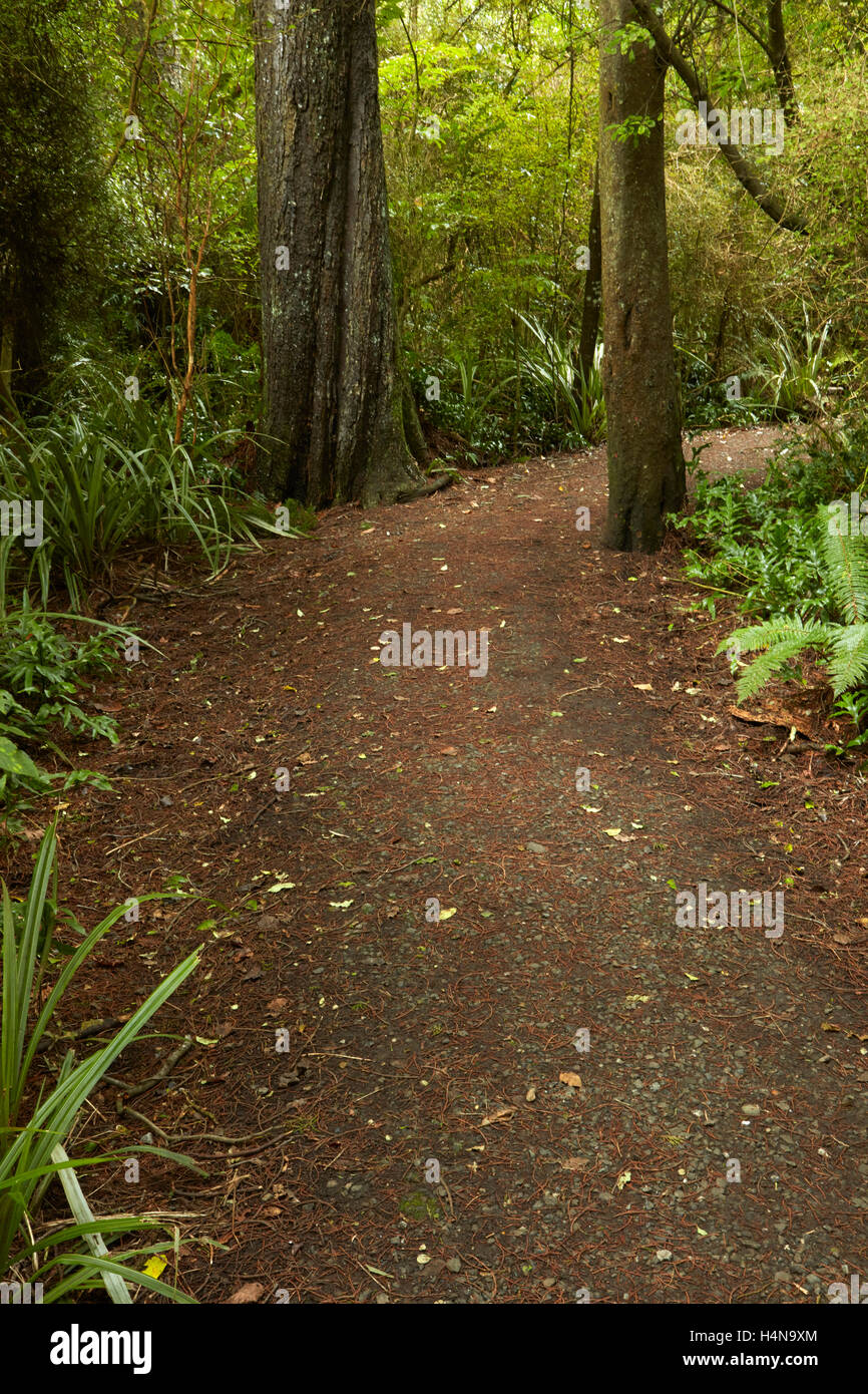 Walking track through remnant forest in Thompsons Bush, Invercargill ...