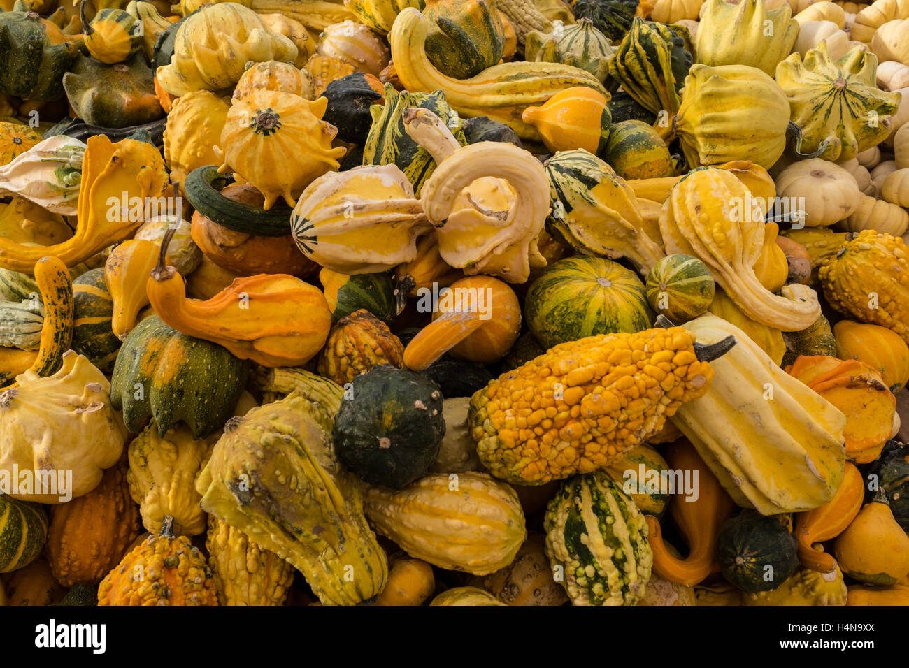 Display of squash Stock Photo - Alamy