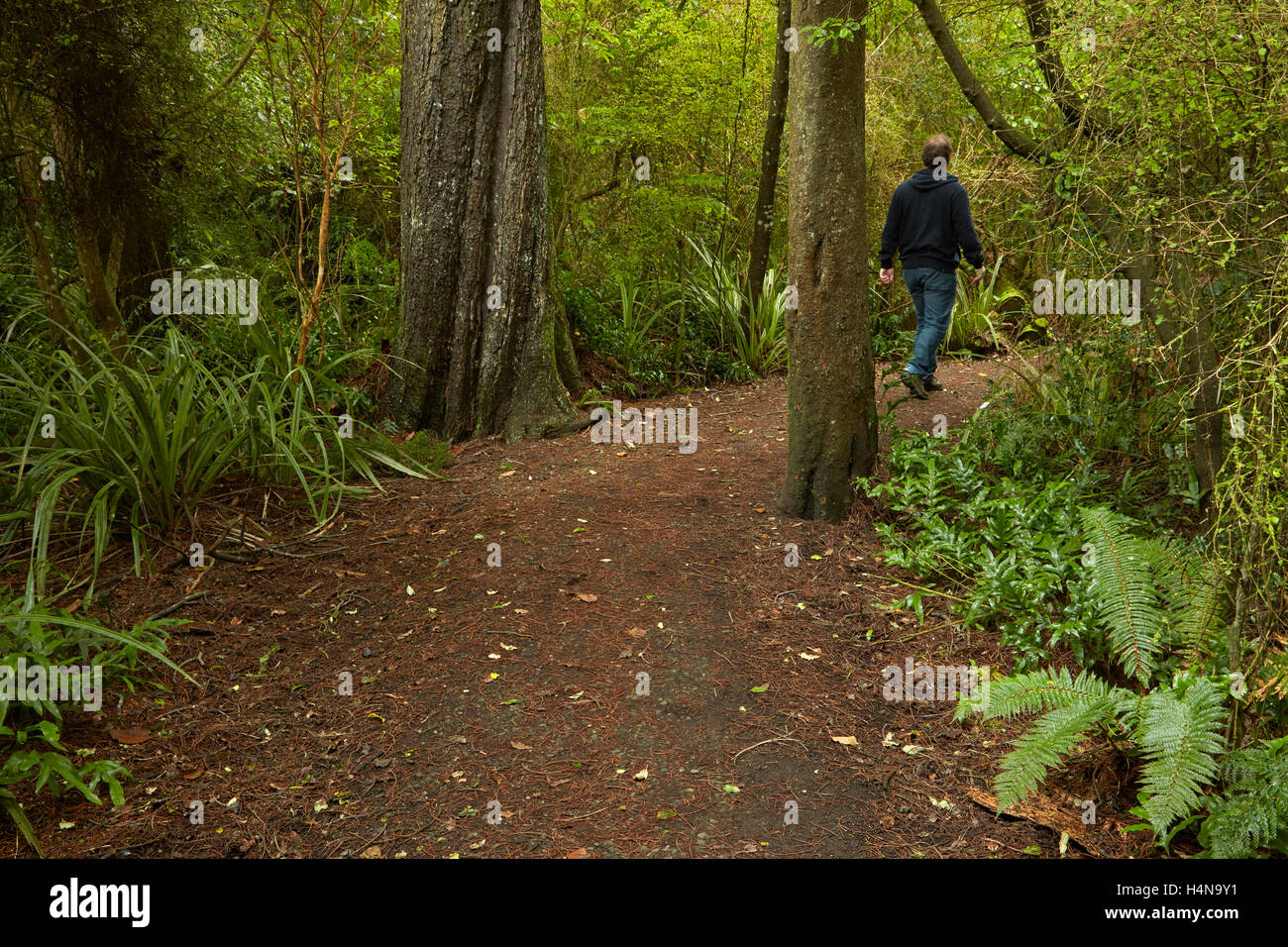 Person walking track through remnant forest in Thompsons Bush ...
