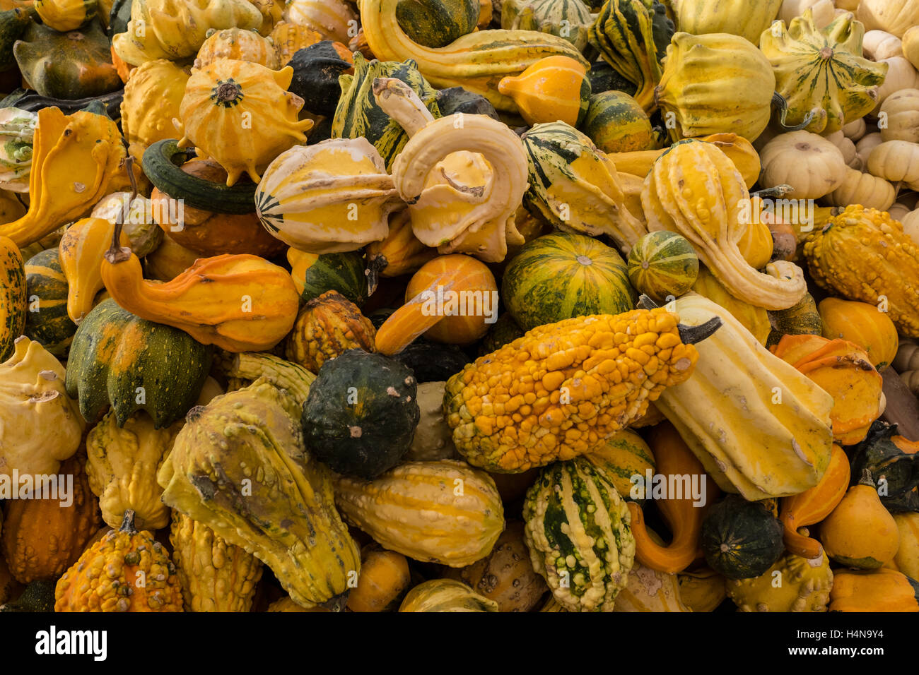 Display of squash Stock Photo - Alamy