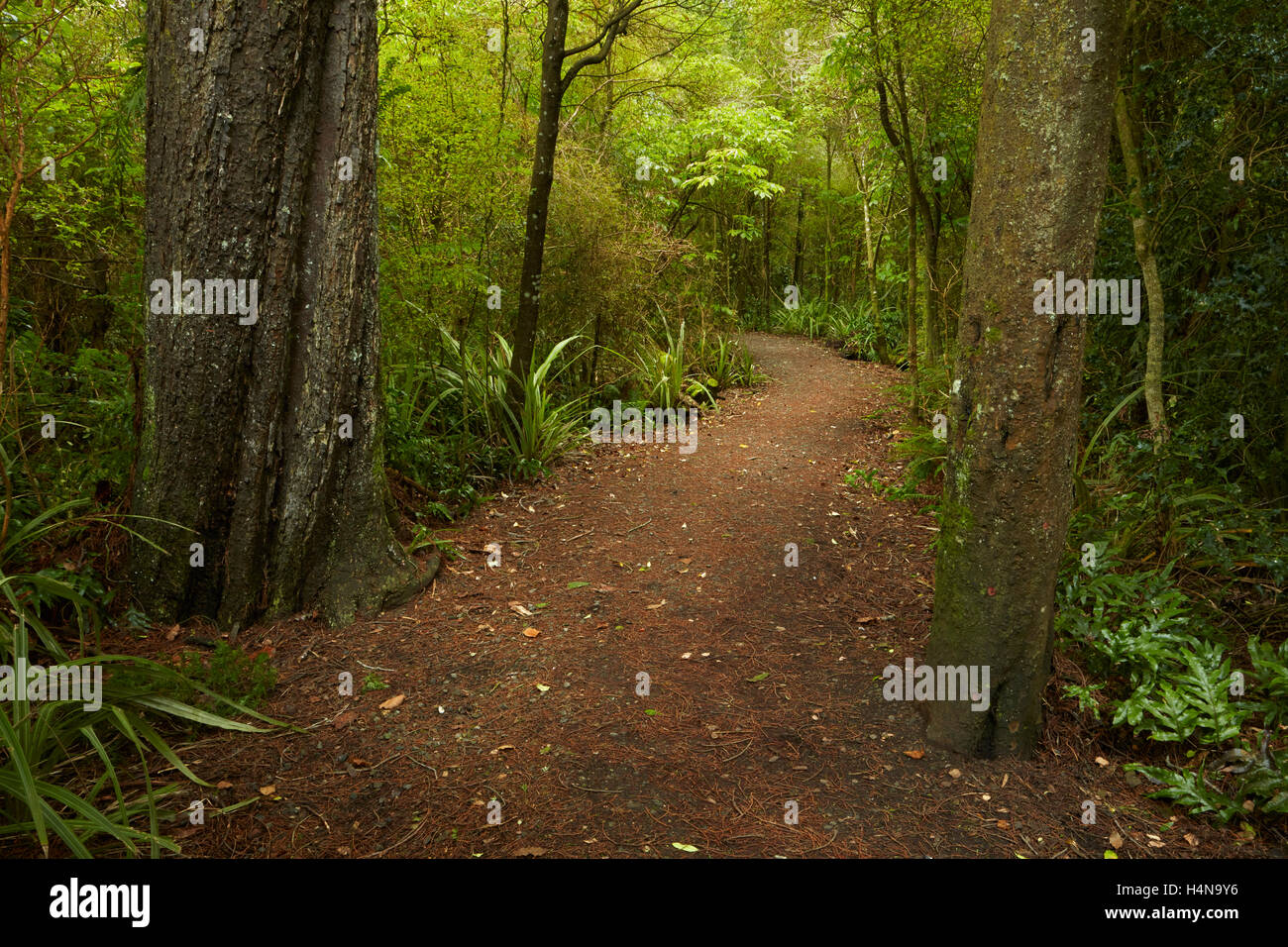 Walking track through remnant forest in Thompsons Bush, Invercargill ...