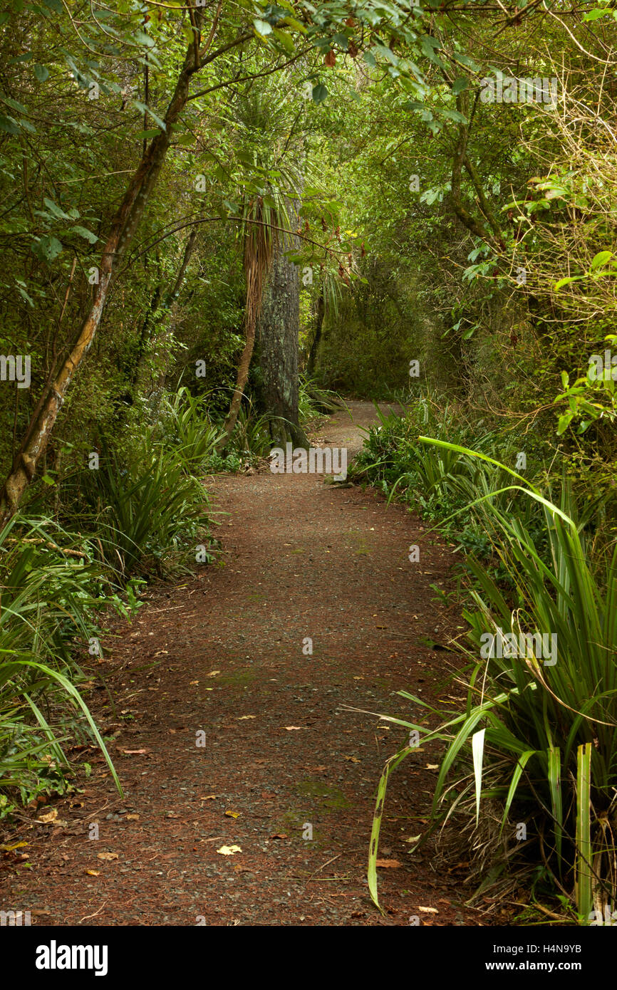 Walking track through remnant forest in Thompsons Bush, Invercargill ...