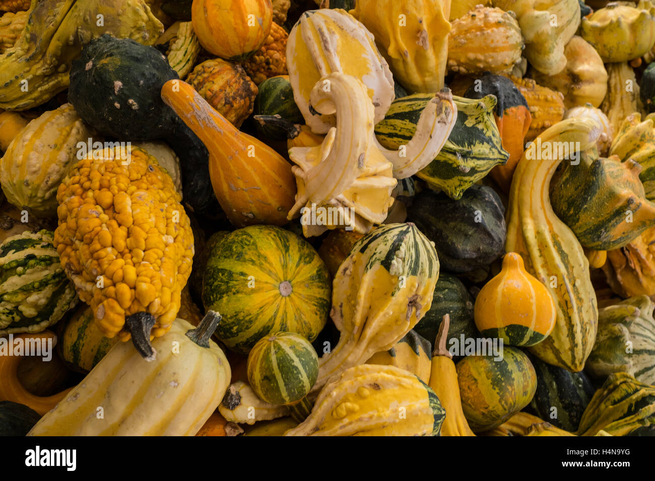 Display of squash Stock Photo - Alamy