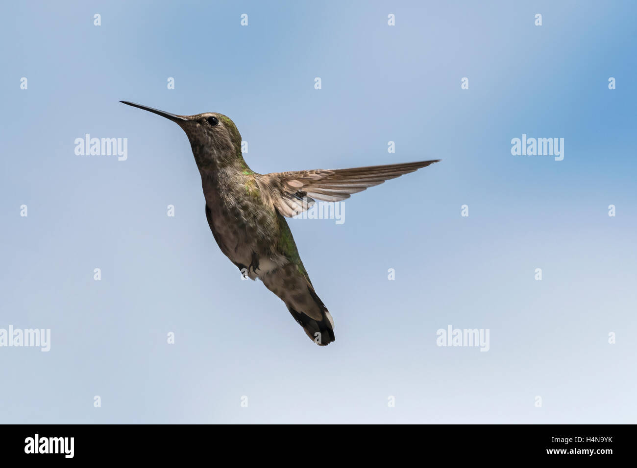 Anna's hummingbird british columbia hi-res stock photography and images ...