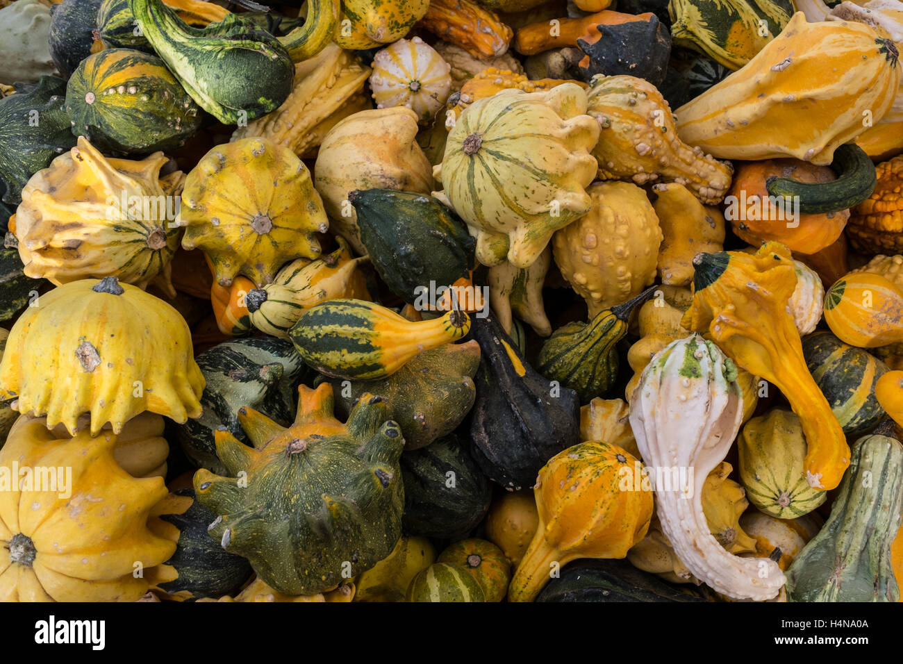 Display of squash Stock Photo - Alamy