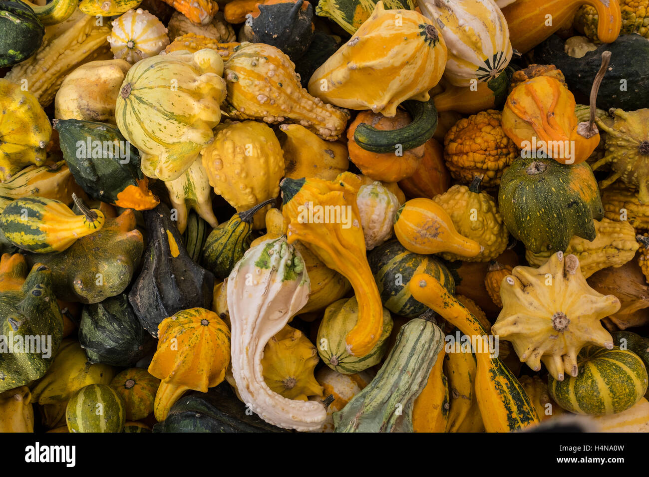 Display of squash Stock Photo - Alamy