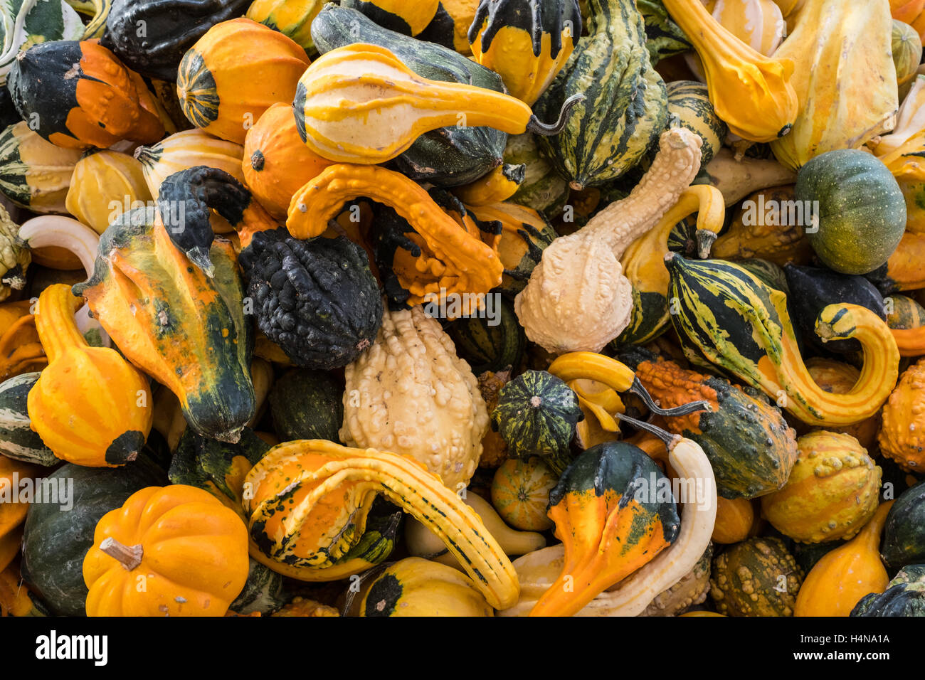 A variety of squash Stock Photo - Alamy