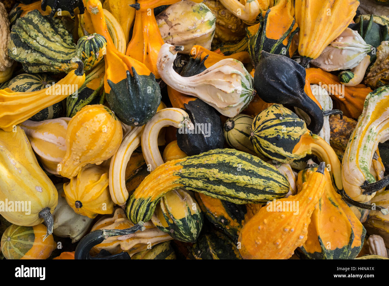 A variety of squash Stock Photo - Alamy