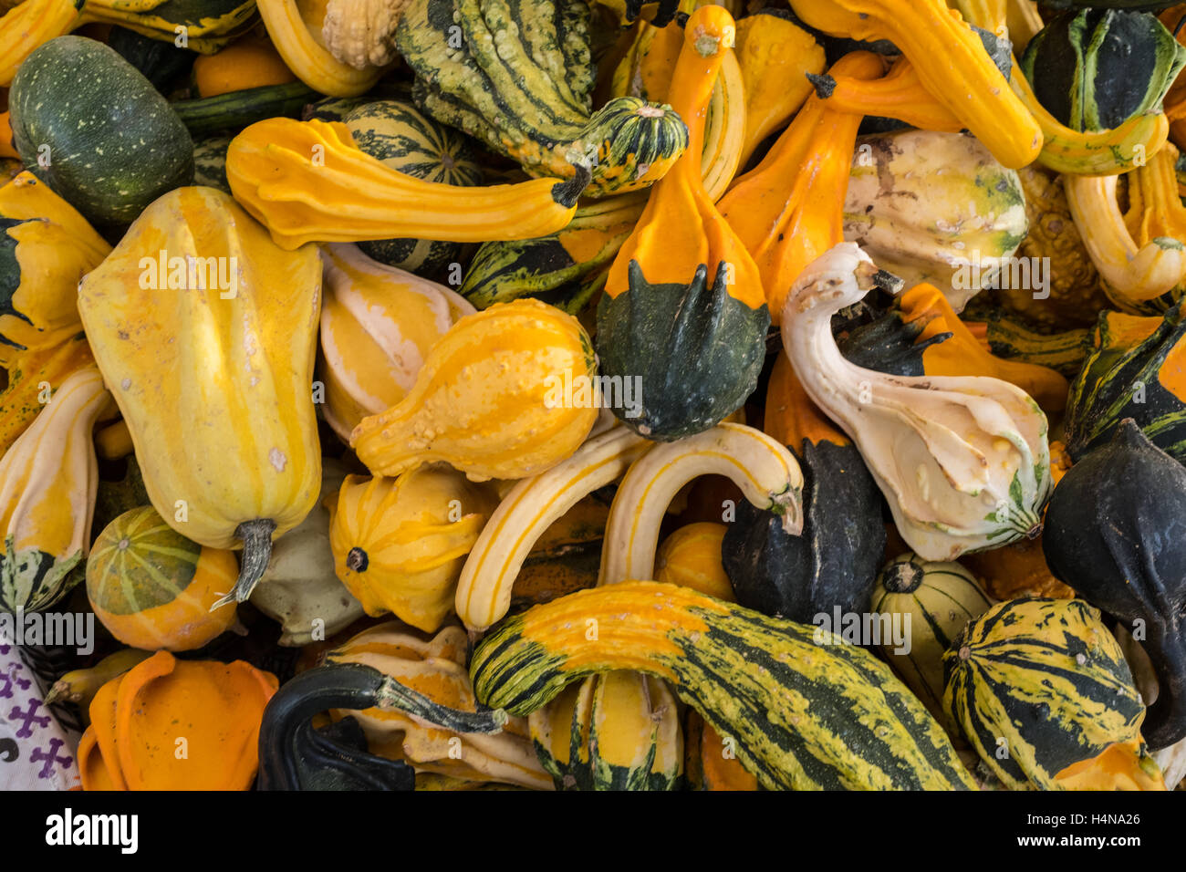A variety of squash Stock Photo - Alamy
