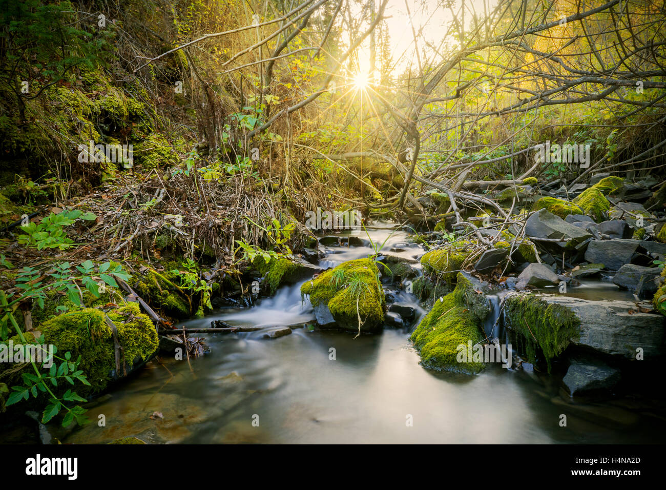 Beautiful landscape with stream and sunbeams through trees. The water ...