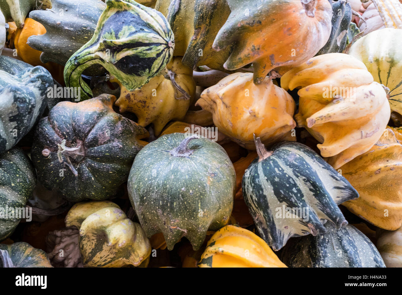 A variety of squash Stock Photo - Alamy