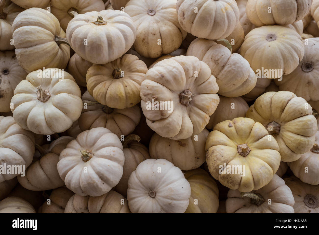 White pumpkin variety hi-res stock photography and images - Alamy