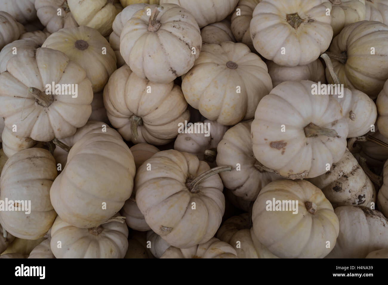 White pumpkin variety hi-res stock photography and images - Alamy