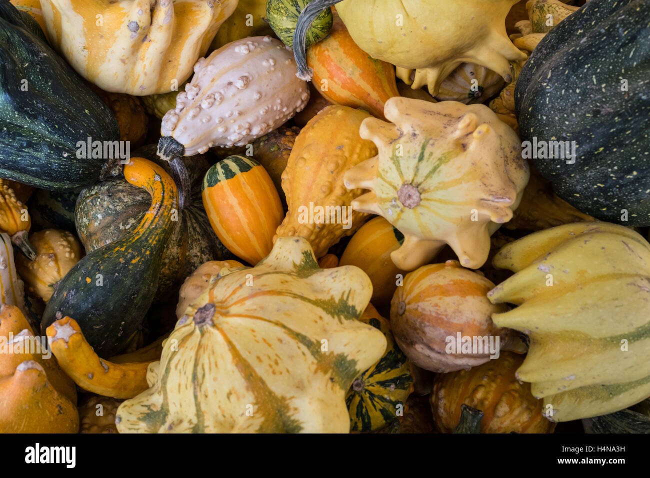 A variety of squash Stock Photo - Alamy