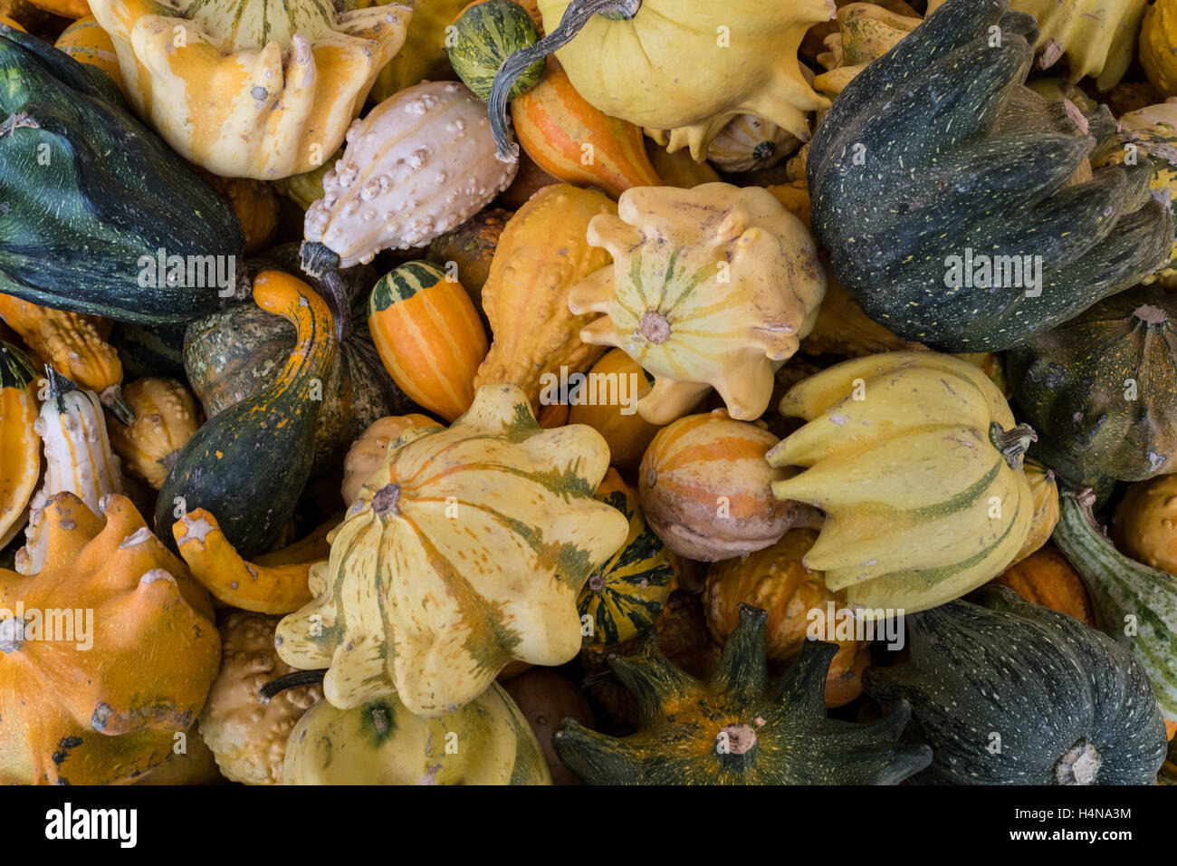 A variety of squash Stock Photo - Alamy