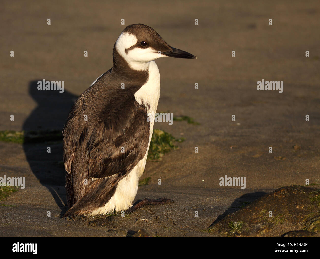 A Common Murre standing on the shore of the Pacific Ocean Stock Photo ...