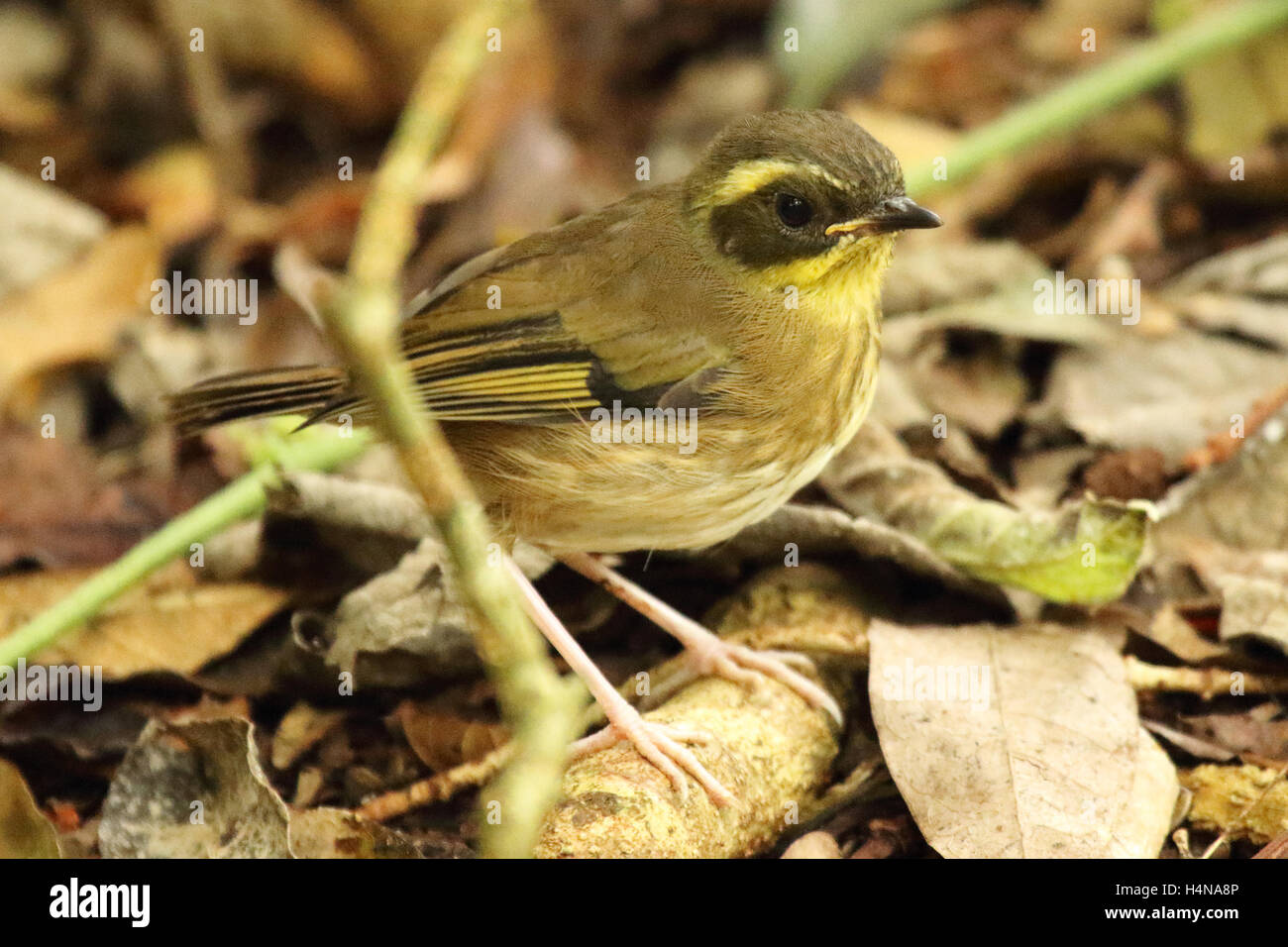 A Yellow-throated Scrub Wren among forest leaves Stock Photo - Alamy