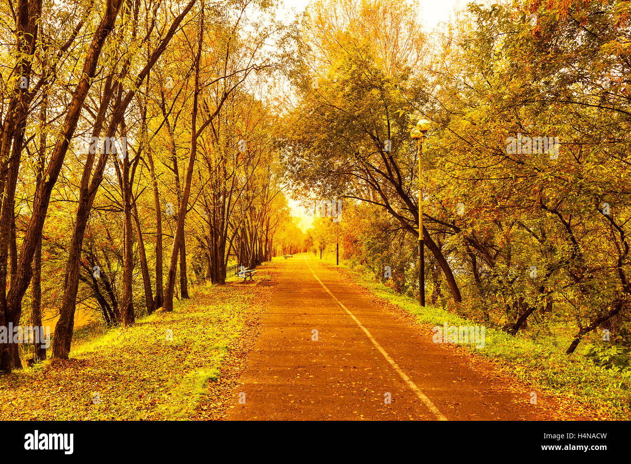 Beautiful fall landscape with narrow alley road. Empty autumn alley in ...