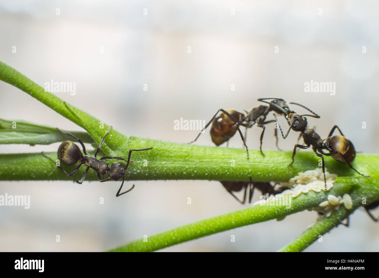 Ants hi-res stock photography and images - Alamy