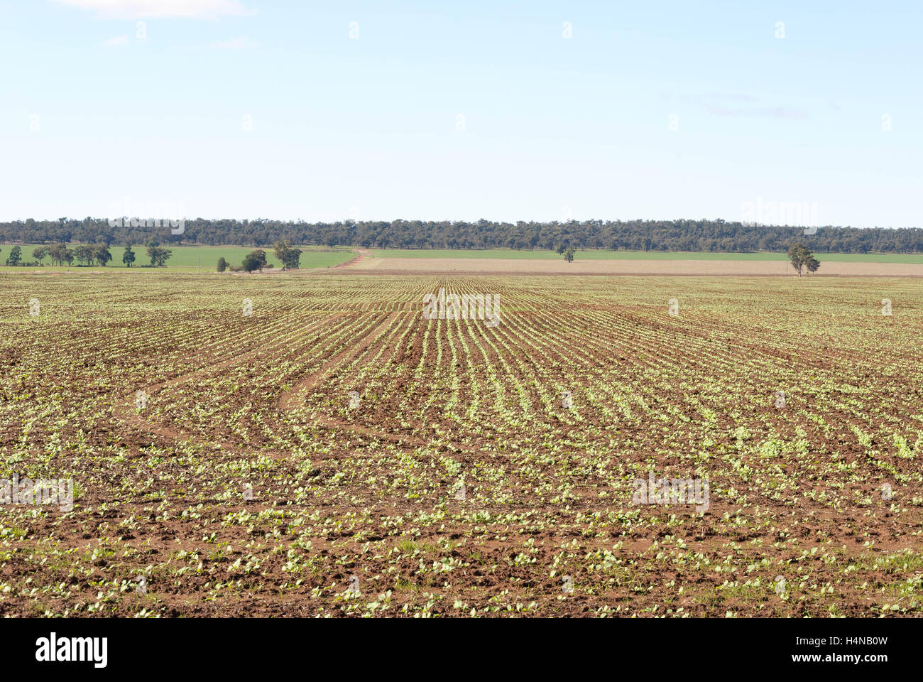 young canola crop plants growing in rows on rural paddock with hill and ...