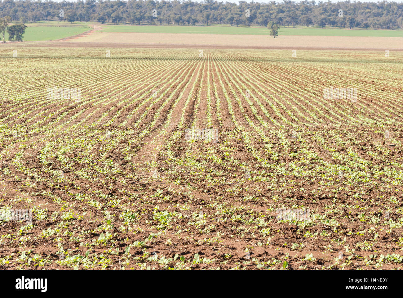 rows of young canola crop growing in a rural paddock with trees in the ...