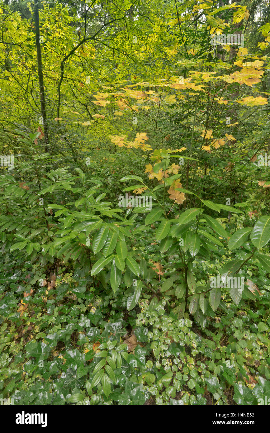 Wetland plants oregon hi-res stock photography and images - Alamy