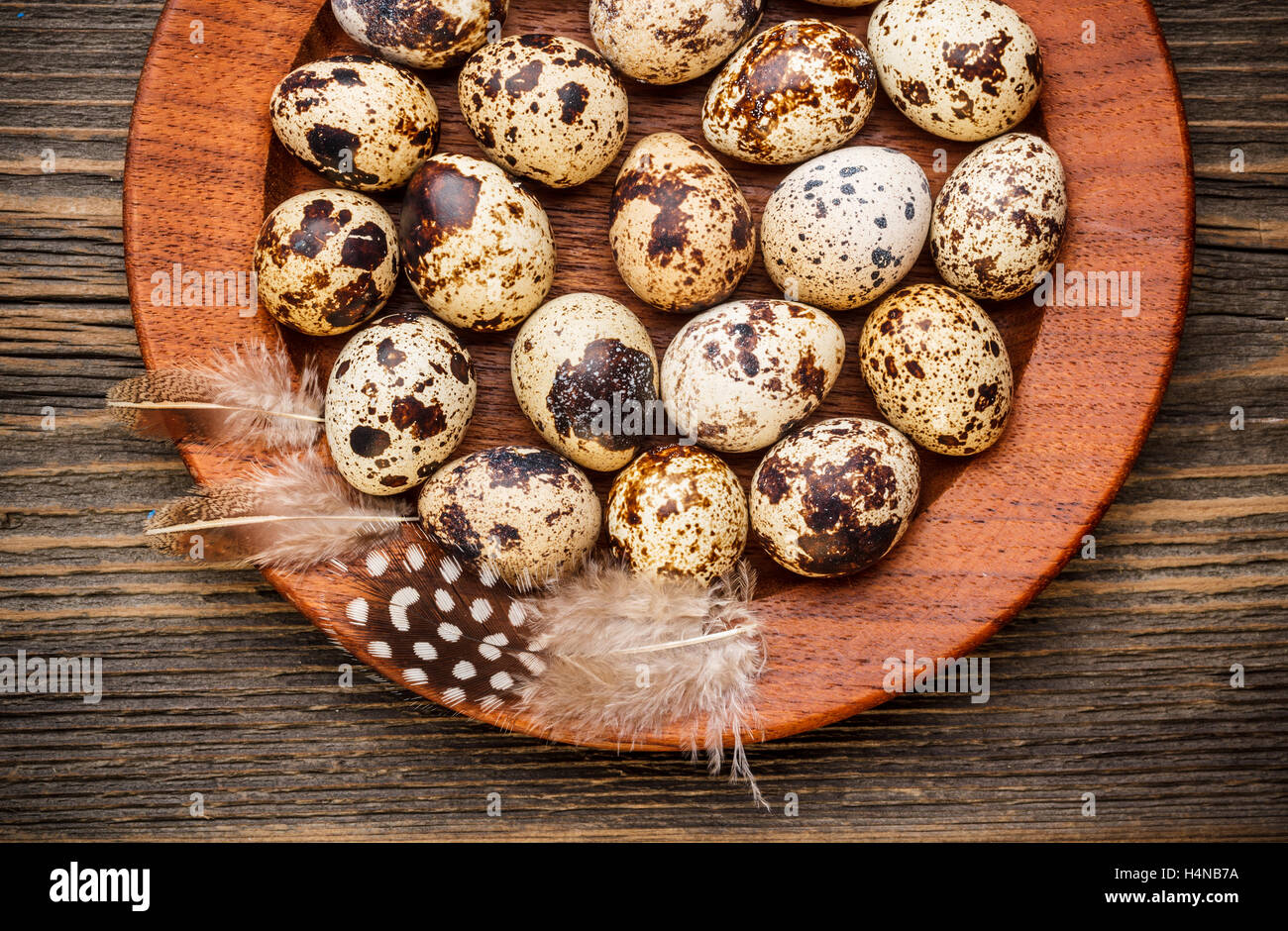 Pen shell hi-res stock photography and images - Alamy